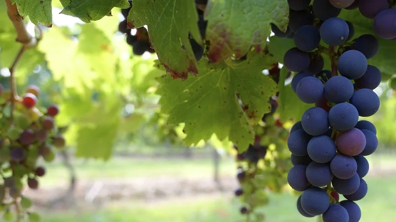 How Is Champagne Made? | Step By Step Methode Champenoise