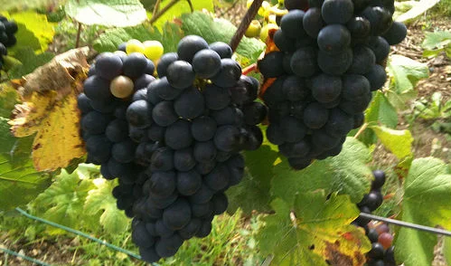 How Is Champagne Made? | Step By Step Methode Champenoise